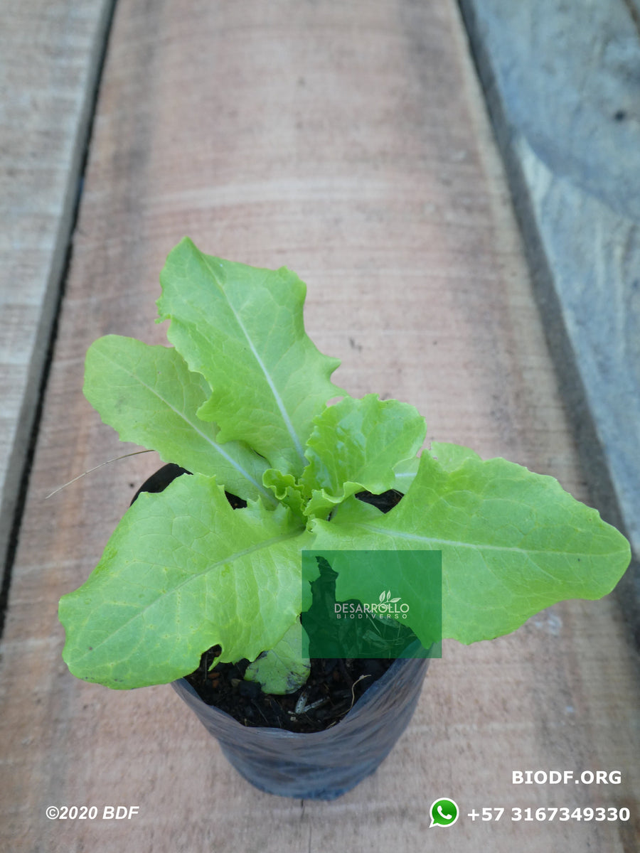 Lechuga Lisa - Lettuce (5cm) | Pico De Loro – Biodiverse Development
